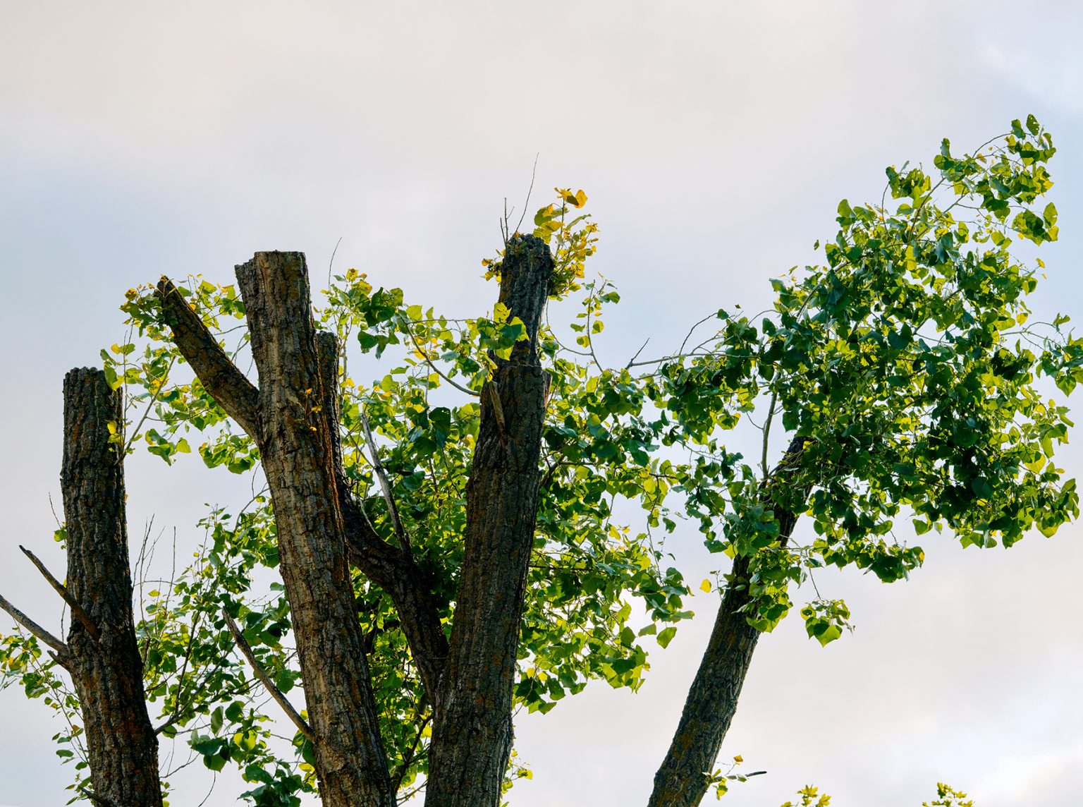 Green Surgery | Tree Transplanting service Perth