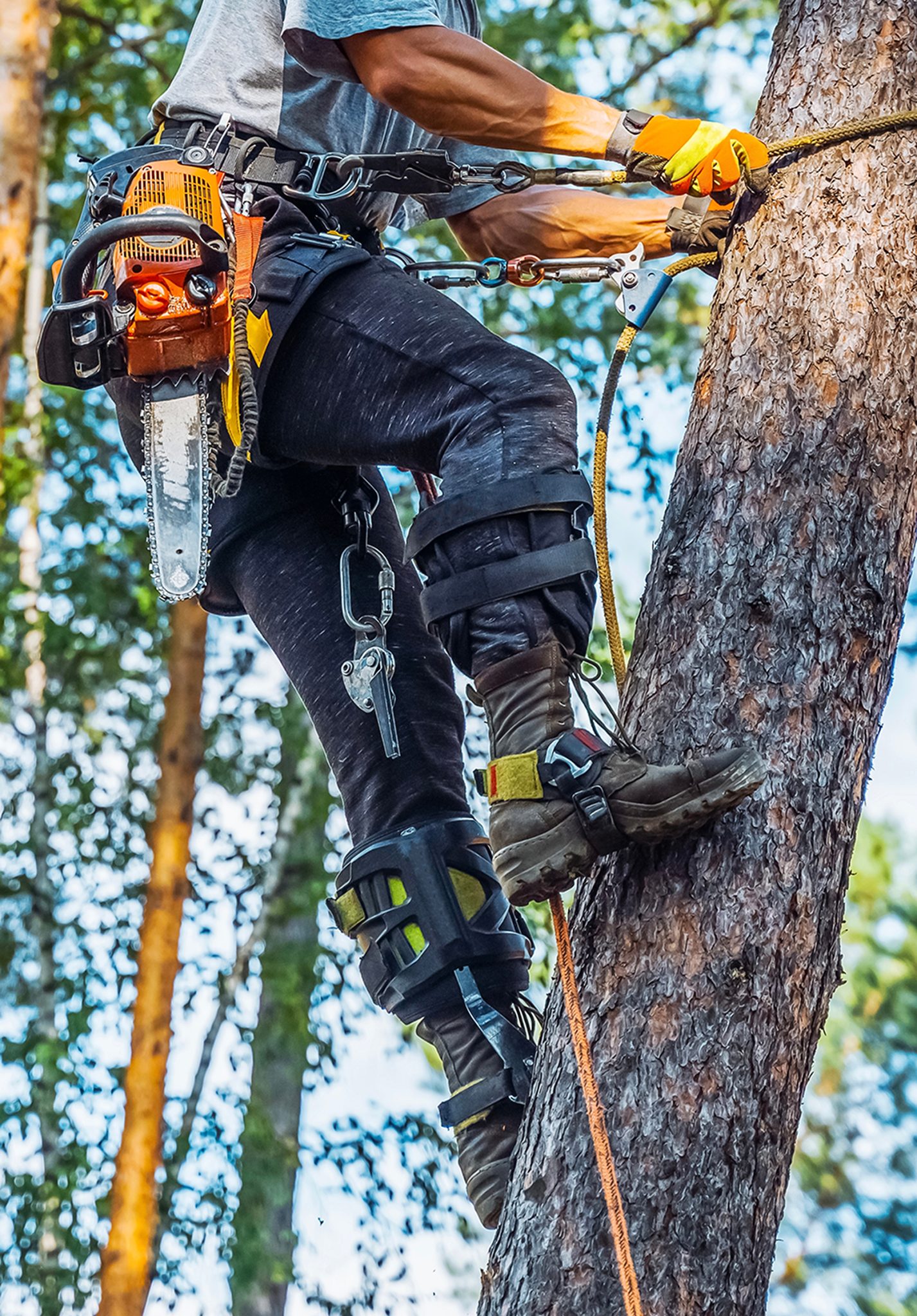 Expert Tree Removal Services | Green Surgery